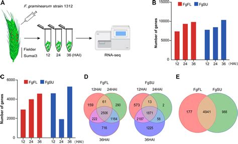 Inoculation Procedure And Transcriptomics Of Fusarium Graminearum In