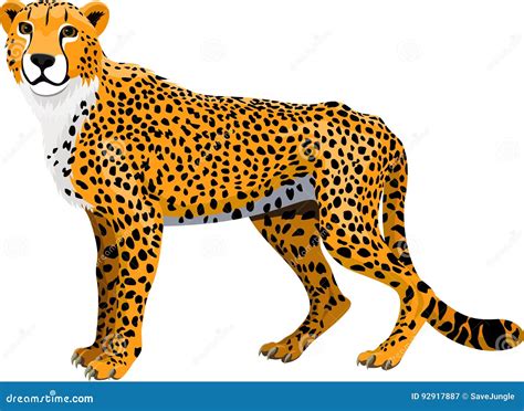 被隔绝的传染媒介非洲猎豹 向量例证 插画 包括有 肯尼亚 食肉动物 重婚 次幂 运行 闹事 速度 92917887