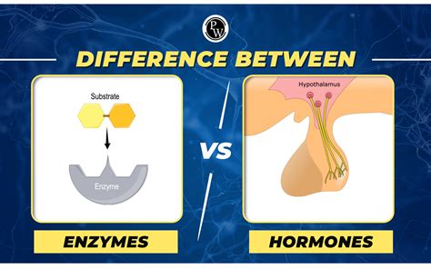Difference Between Enzymes And Hormones Functions And Secretion