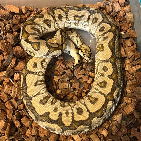 Tornado X Spotnose Clown Ball Pythons Morphmarket Reptile Community