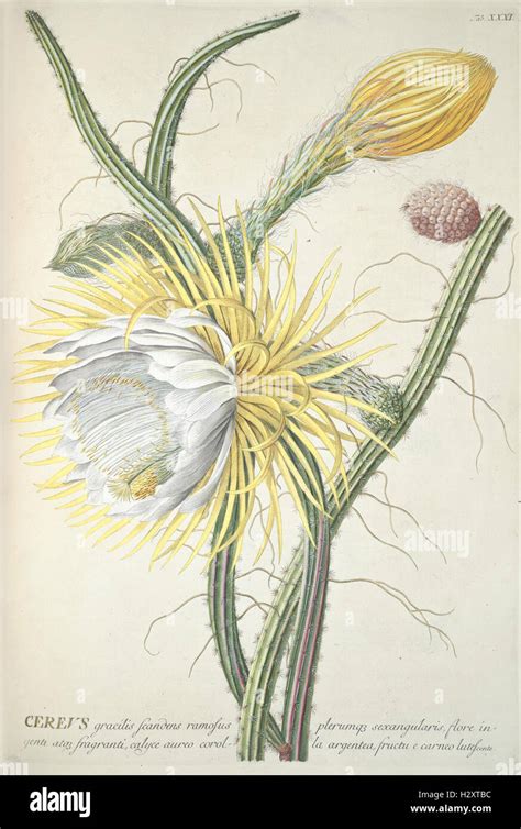 This Botanical Work Features Selected Plants Cultivated In London