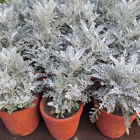 Closeup Of Silver Ragwort Plants Stock Image Image Of Maritima