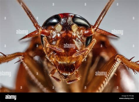 Cockroach Up Close Roach Cockroach Insect
