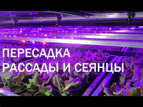Будни агроработника. Сеянцы, пересадка рассады, ирригация - YouTube