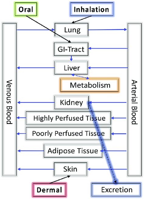 Schematic Of A Pbk Model That Uses A Compartmentalised Structure Where Download Scientific