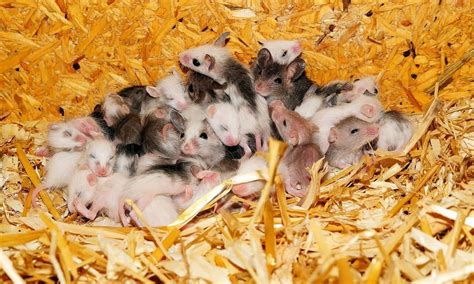 Choosing The Best Toys For Your Roborovski Dwarf Hamster Mammals Guide