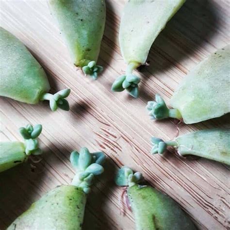 Propagating Succulent Leaves A Comprehensive Guide