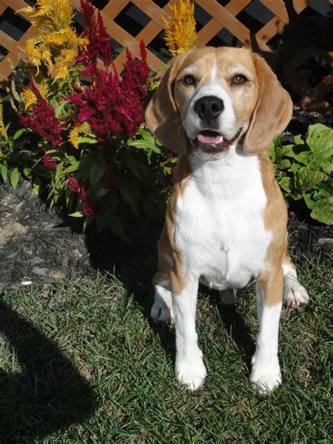 Riley The Beagle