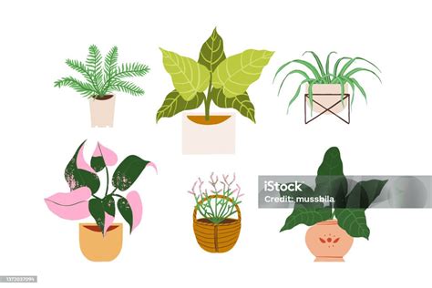 도시 정글 일러스트레이션 식물 선인장 필로덴드론 몬스터 세련된 화분과 냄비에 열대 잎과 트렌디 한 홈 장식 공주에 대한 스톡