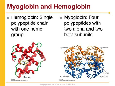 Chapter 6 Protein Function Ppt Download