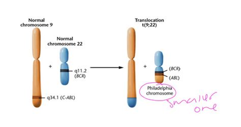 Neoplastic Disorders Of Hematopoietic System Hematopathology Iii