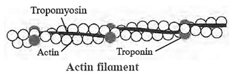 Notes Part 1 Class 11 Science Biology Chapter 16 Skeleton And Movement