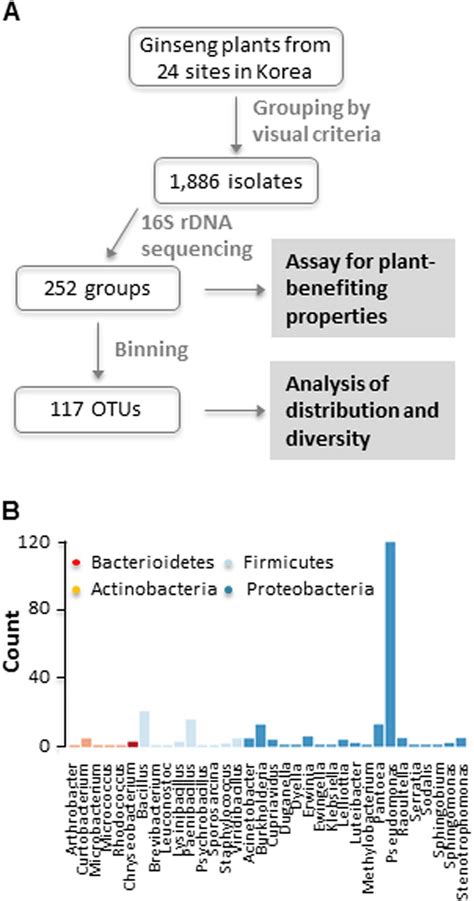 Isolation And Identification Of Culturable Bacterial Endophytes From Download Scientific
