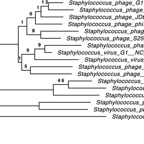 Phylogenetic Analysis Using The Whole Genome Sequence Of Φsa012 The