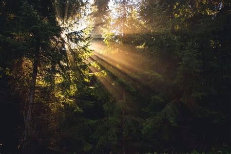 Premium Photo Misty Forest Trees In Forest In Slovakia Rainforest Ecosystem And Healthy