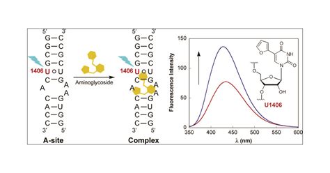 Fluorescent Pyrimidine Ribonucleotide Synthesis Enzymatic Incorporation And Utilization