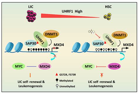 Researchers Reveal Role Of Uhrf1 In Myeloid Leukemogenesis Chinese Academy Of Sciences