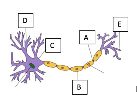Memory And Cognition Final Exam Flashcards Quizlet