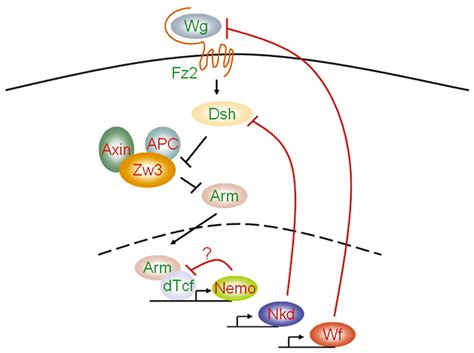 Developmental Pathways