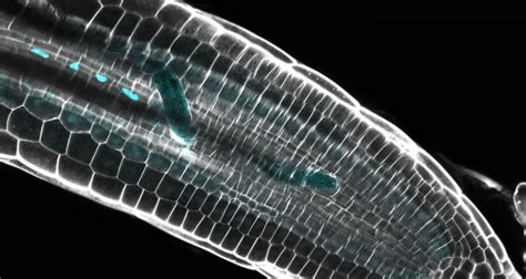 Understanding Nematode Parasitism In Plants At The Molecular Level Wur