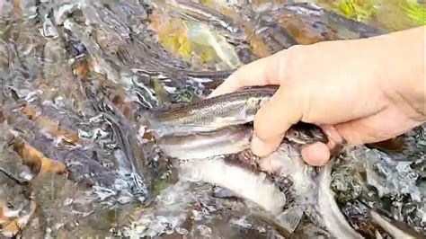 물 반 고기 반 은 이런 게 진짜지 Youtube