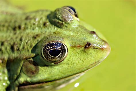 Frog Nose Photograph By Bojan Bencic Fine Art America