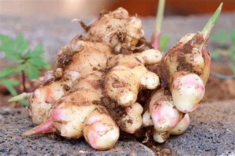 Имбирь выращивание в домашних условиях