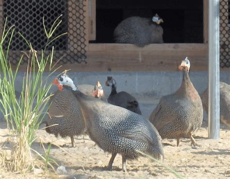 ヨロン島で育てる食鳥の女王・ほろほろ鳥 ヨロンfun