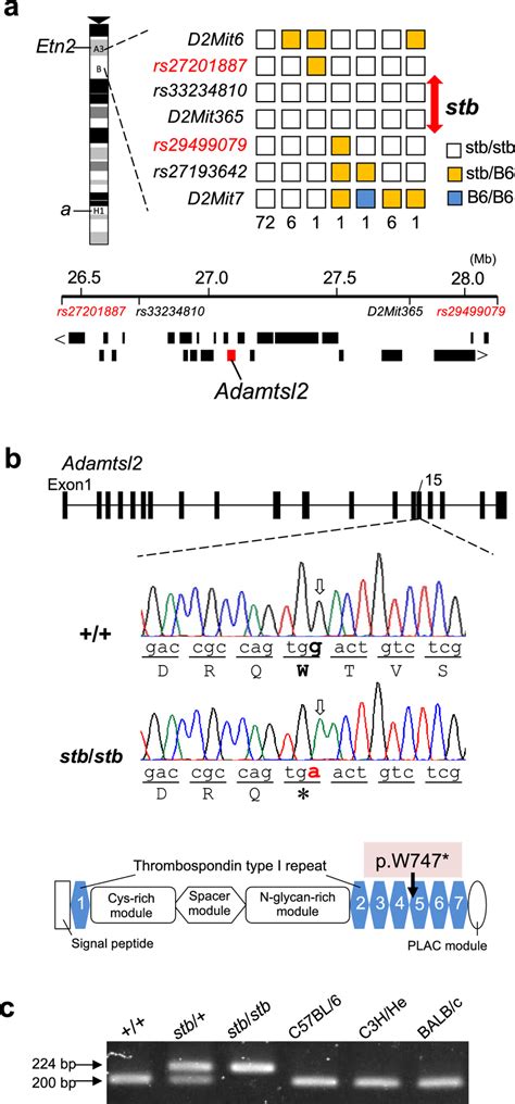 chromosomal location and identification of the causative mutation of