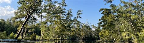 Bayou Lacomb Kayak To Big Branch Louisiana 4 Reviews Map Alltrails
