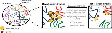Figure 1 From Active Rna Polymerase Ii Curbs Chromatin Movement