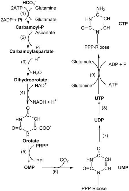 Structural Characterization Of Nucleotides And Analogues Boc Sciences