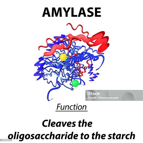 아 밀라 아 제의 분자 구조 화학식 효소 아 밀라 제 소화 관의 기능 전 분을 올리고 당으로 분해 합니다 인포 그래픽 고립 된