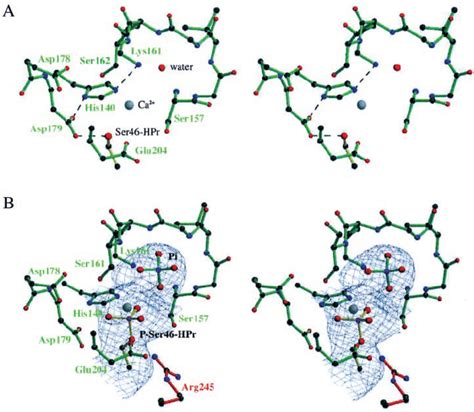 Stereoview Of The HprK P Active Site In The HPr And P Ser HPr Download Scientific Diagram