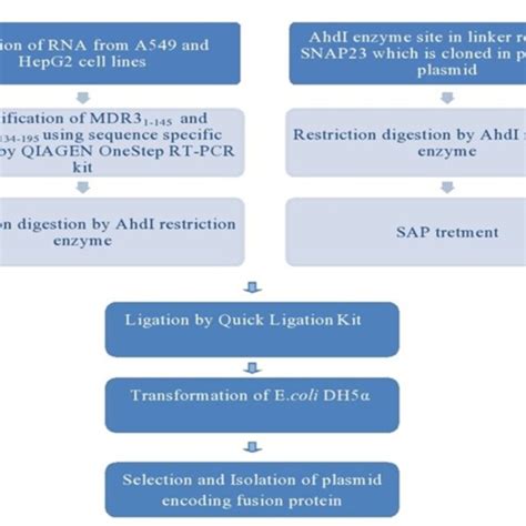 Cloning Strategy To Construct Trans Membrane Non Raft SNAP 23 Fusion