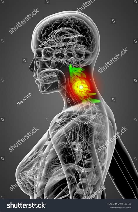 경추 측면 뷰의 3d 렌더링 스톡 일러스트 2070181121 Shutterstock