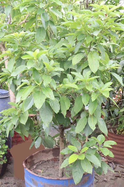 Elaeocarpus Serratus Fruit Tree Plant On Farm Stock Image Image Of