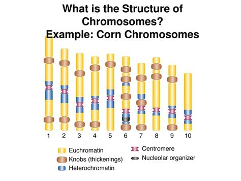 Haploid Number Of Chromosomes Corn At James Velarde Blog
