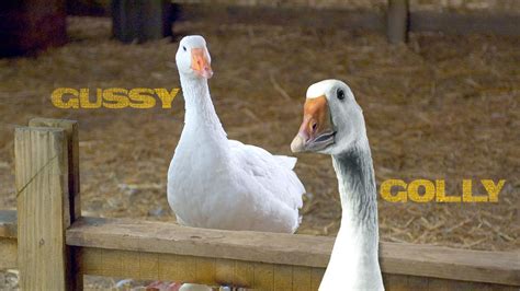 샬롯의 거미줄 월페이퍼 앨범 11 1366x768 배경 화면 다운로드 샬롯의 거미줄 월페이퍼 앨범 영화 배경 화면 V3 벽지 역