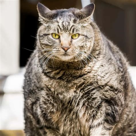Download A Large Cat Is Standing On A Porch
