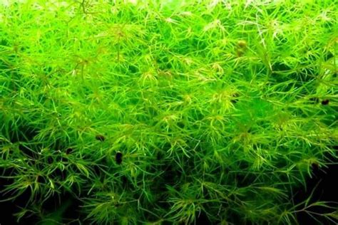 Guppy Grass Care Guide Planting Growing And Propagation Shrimp