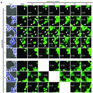 Comparison Of Output CSC Images Depicted By AI Models Trained Using Download Scientific Diagram