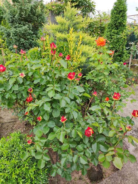 🌹 ვარდები And მარადმწვანე დეკორატიული მცენარეები ქუთაისში