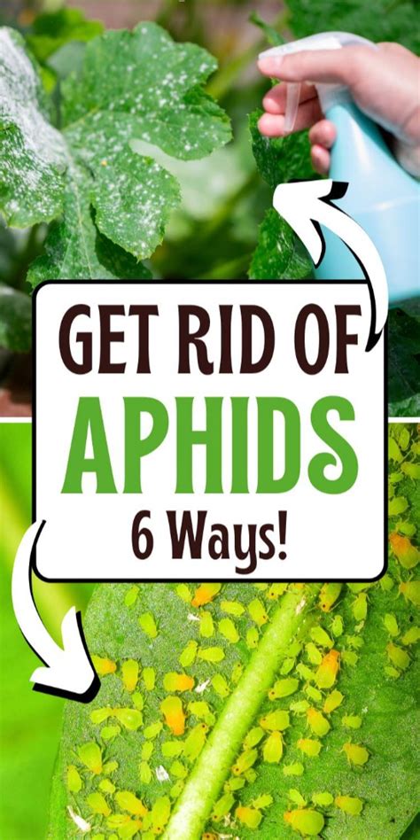 Best How To Get Rid Of Aphids Naturally Identify And Control Aphid Damage On Plants Artofit