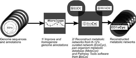 Metabolic Network Reconstruction Process Genome Annotations Are