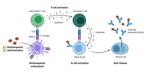 Anti Drug Antibody Assays With Next Generation Protein Sequencing