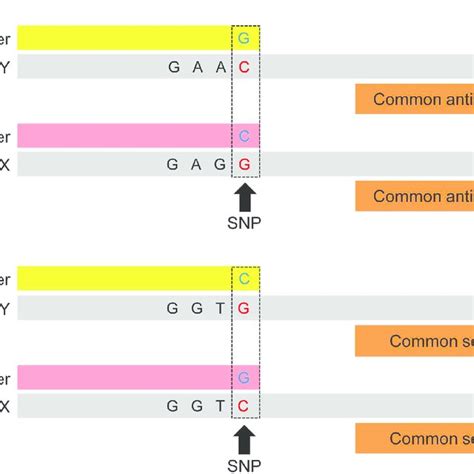 PDF Sex Determination From Fragmented And Degenerated DNA By Amplified Product Length
