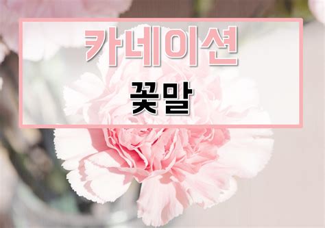 카네이션 꽃말 5가지를 색깔별로 알아봅시다 Helpful Information