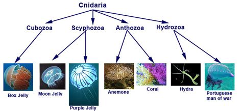 Cnidaria