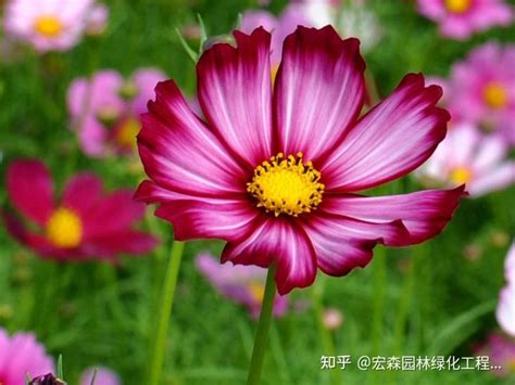 波斯菊需要怎么种植效果好种植后多久发芽 知乎